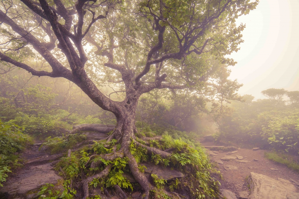 Capturing Your Moment: Outdoor Photography in WNC and Beyond | Frugal ...